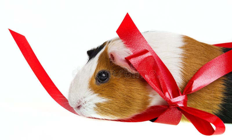 Pet guinea pig stock photo. Image of color, isolate, closeup - 29239368