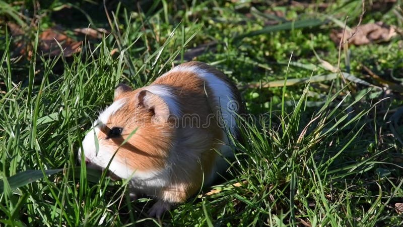 The Guinea Pig Eats Fresh Grass Stock Video - Video of domestic, animal ...