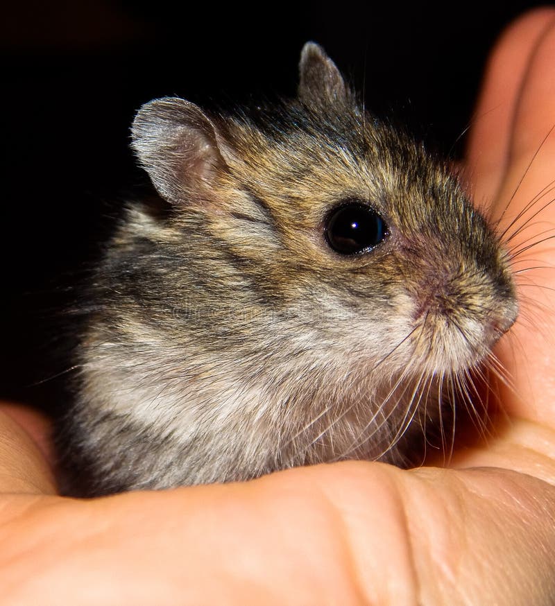 Pet Hamster in the Hand of Man Stock Photo - Image of baby, soft: 88341852