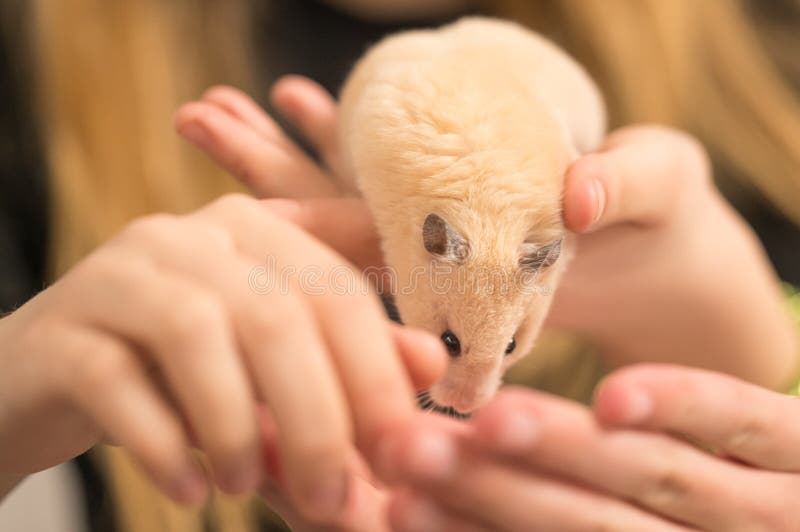 Pet Hamster in the Hands of a Child. Stock Image - Image of curiosity ...