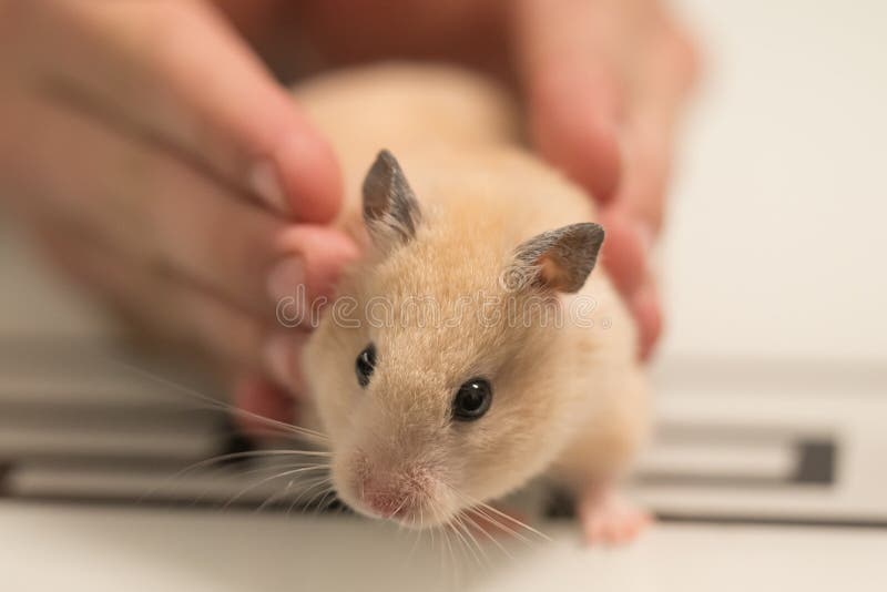Pet Hamster in the Hands of a Child. Stock Image - Image of beast ...