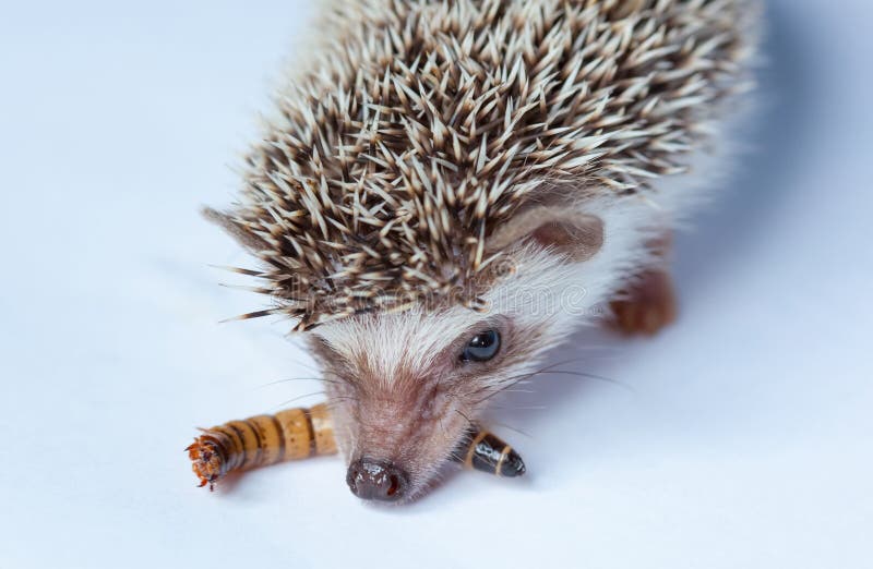 Hedgehog Mealworm Stock Photos - Free & Royalty-Free Stock Photos from ...