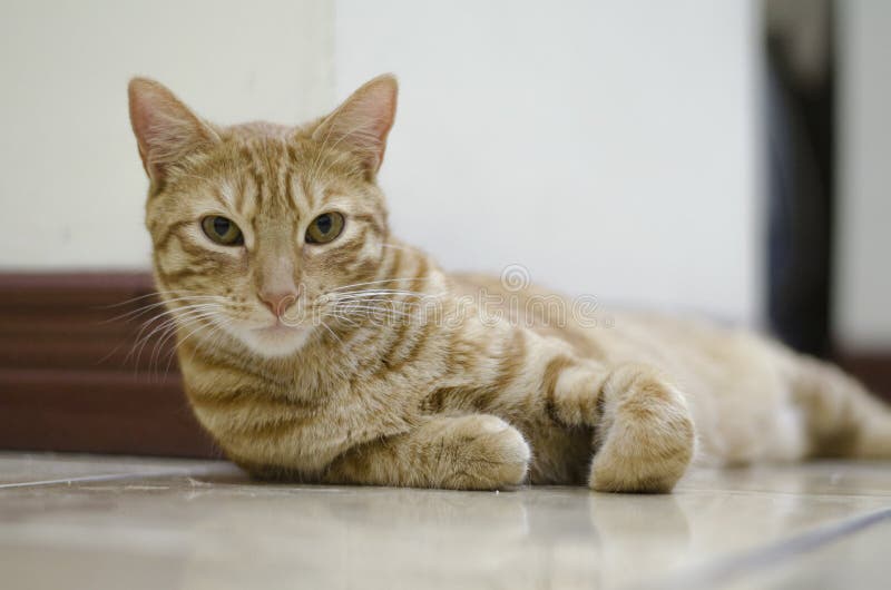 Kitten Resting in the Floor Stock Photo - Image of toyger, sokoke ...