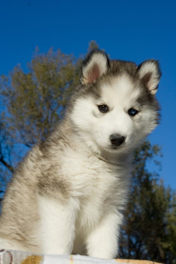 Pet husky stock image. Image of style, sled, husky, little - 7540283