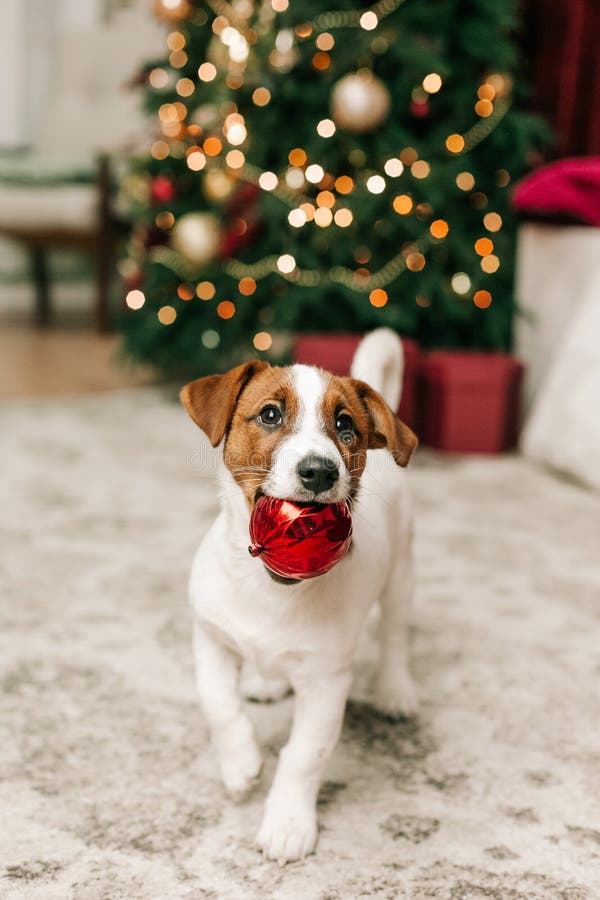 Pet Jack Russell Having Fun Christmas Symbols Stock Image - Image of ...