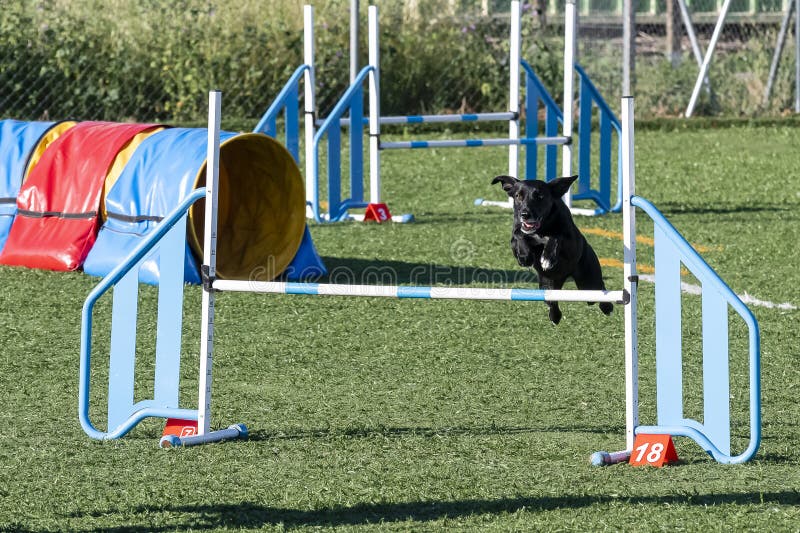 Pet Jumping in an Agility Test Stock Photo - Image of pedigree, breed ...
