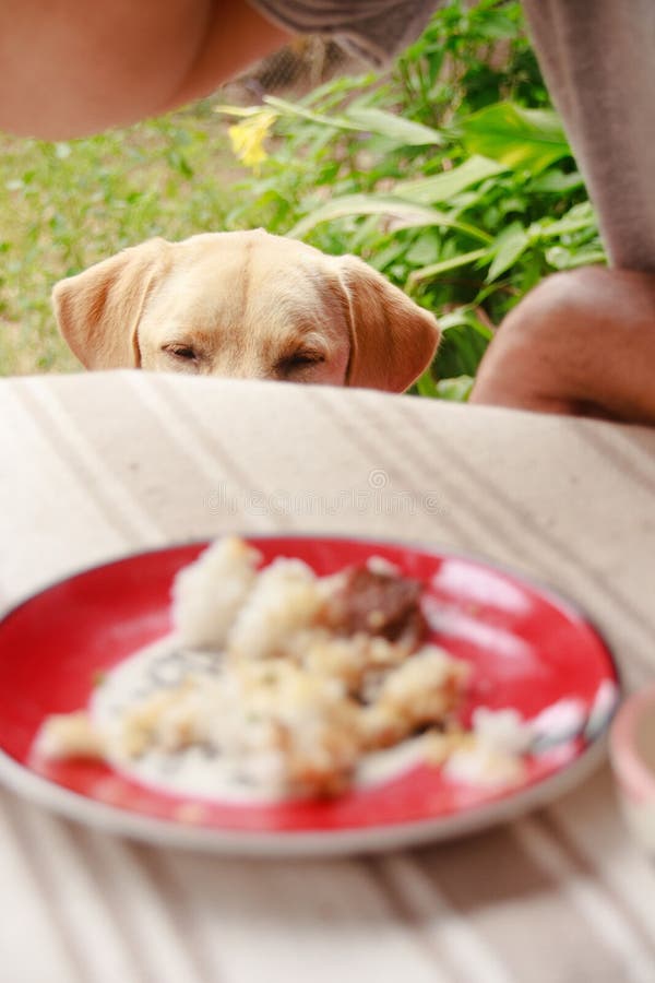 Pet Labrador Watching Food at a Table Stock Photo - Image of watching ...