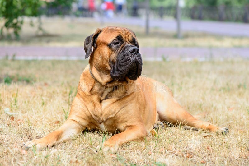 Pet Large Red Dog Bullmastiff Stock Photo - Image of animal, lies: 56980258