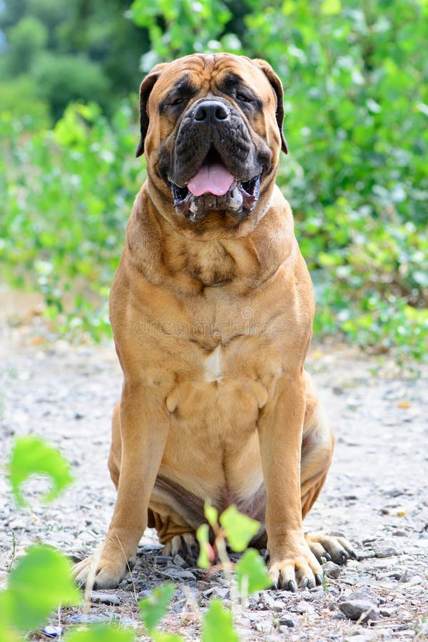 Pet Large Red Dog Bullmastiff Stock Photo - Image of happy, bullmastiff ...