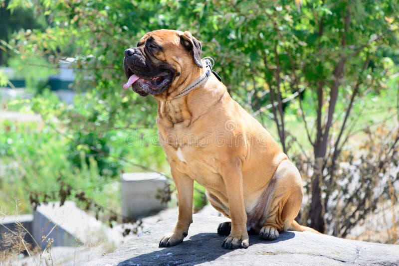 Pet Large Red Dog Bullmastiff Stock Image - Image of doggy, outdoors ...