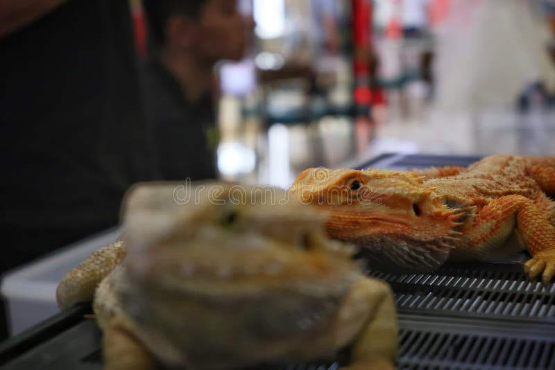 Pet lizard stock photo. Image of store, lizard, exhibited - 150561414