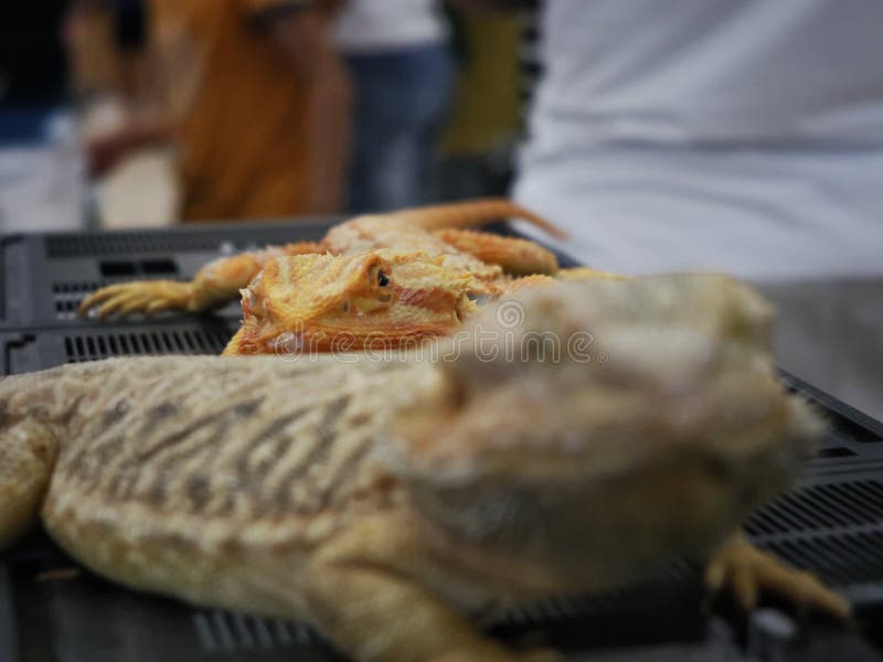 Pet lizard stock photo. Image of lizard, store, exhibited - 150561478