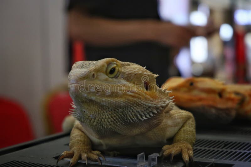 Pet lizard stock image. Image of adoption, lizard, waiting - 150103903