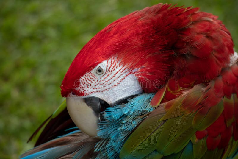 Pet Macaw Preening Its Feather and Plumage Stock Photo - Image of ...