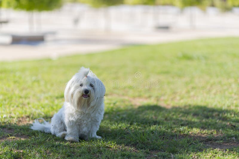 Pet. stock photo. Image of affectionate, love, wildlife - 56917242