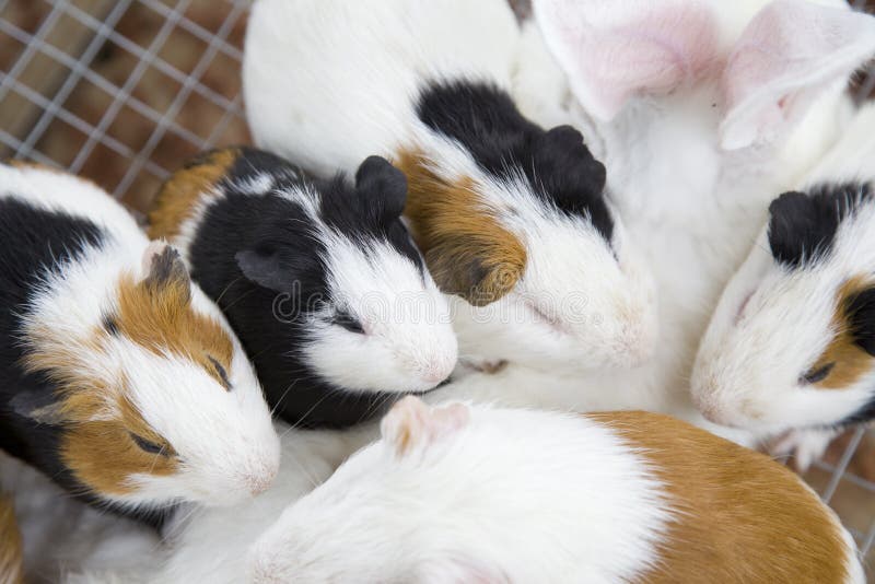 Pet mice stock photo. Image of little, guinea, cage, lovely - 27243396