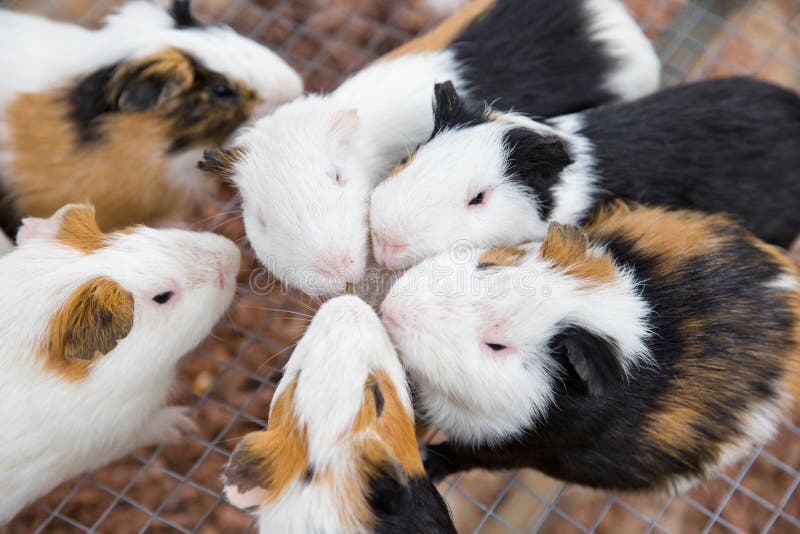 Pet mice stock image. Image of mouse, cute, tabby, mice - 27243425