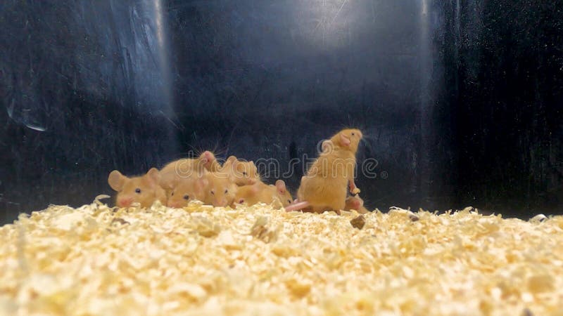 Pet Mice of Yellow Color in a Container. Mouse Bustle. Domestic Mice ...