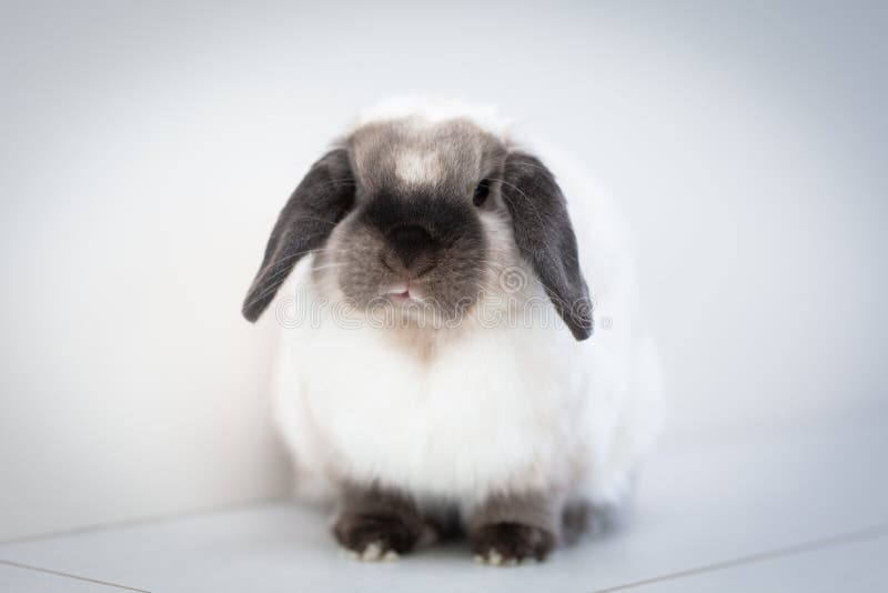 Mini Lop Rabbit stock photo. Image of gray, animal, closeup - 125942558