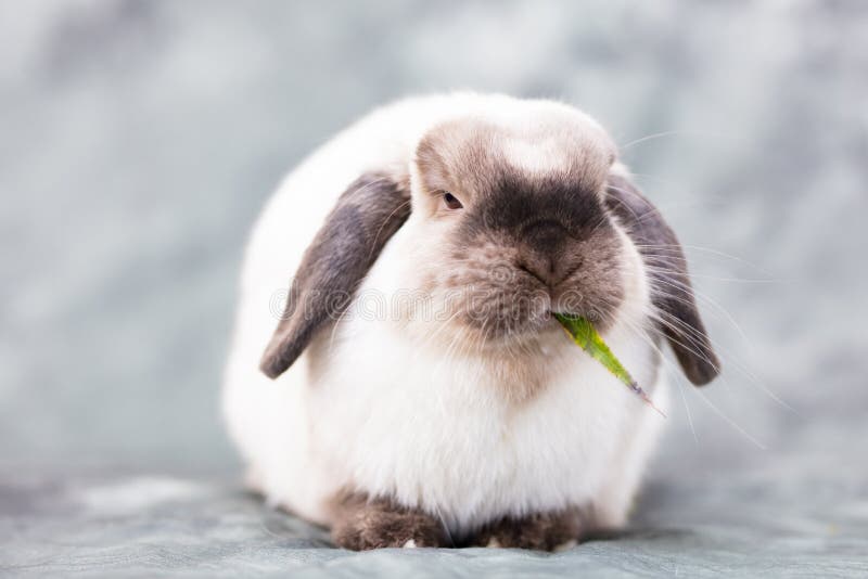 Mini Lop Rabbit stock image. Image of white, young, mammal - 150515961