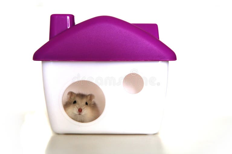 Pet mouse stock image. Image of cute, property, mouse - 5995545