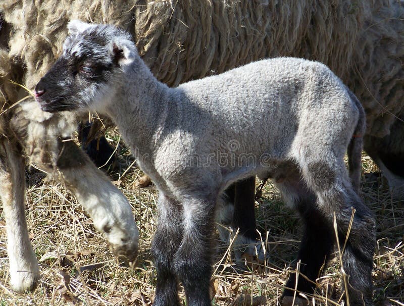 Lambkin stock image. Image of lamb, animal, dark, farming - 10174617