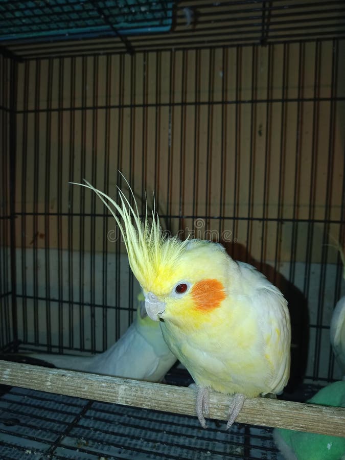 Parkit Bird & X28; Smart and Cute Parrot& X29; Stock Photo - Image of ...