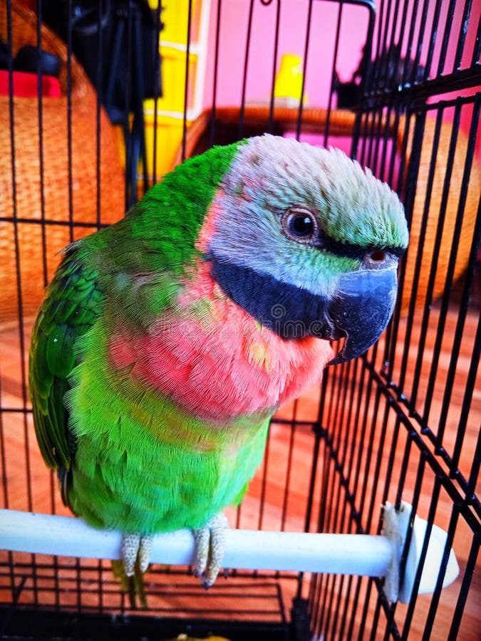 The pet parrot stock photo. Image of looking, parrot - 207650698
