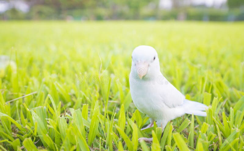 Pet parrot on green grass stock photo. Image of green - 327906908