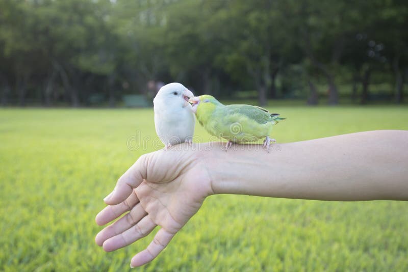 A Pet Parrot Perched on a Person S Arm Stock Photo - Image of 39aph39 ...