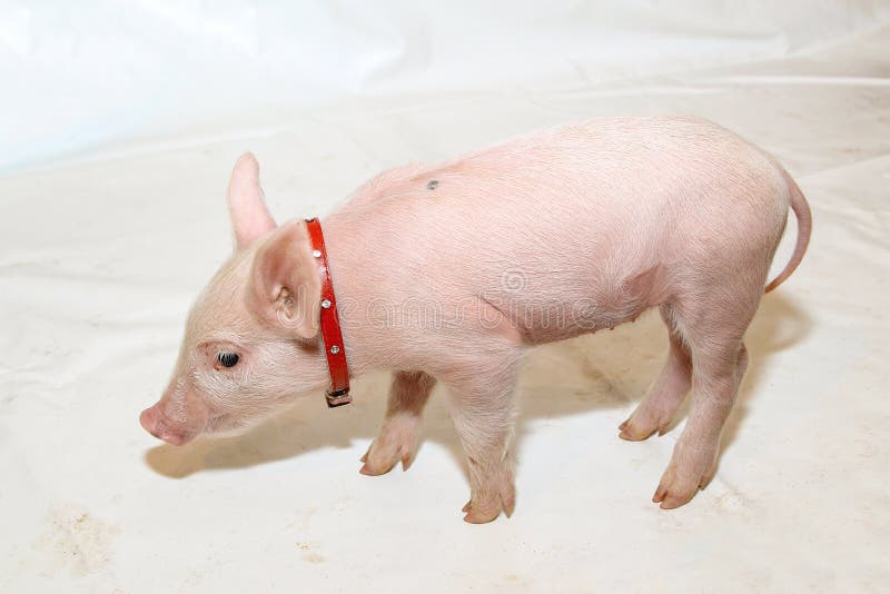 Pet Piglet stock image. Image of playing, necklace, young - 67570631