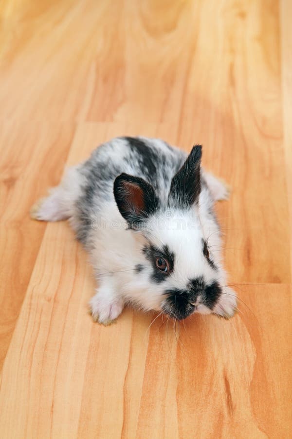 Adorable Grey Pet Rat Posing Outdoors Stock Image - Image of looking ...
