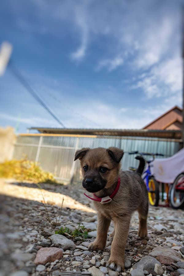 A Pet Puppy Walks in the Courtyard of a Private House Stock Photo ...