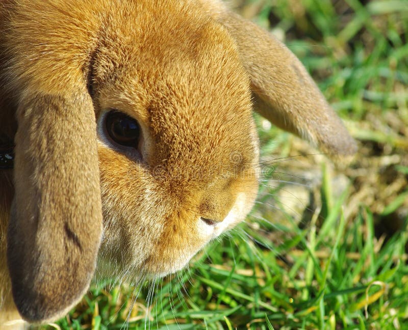 Pet rabbit stock photo. Image of brown, cavy, animals - 8311646