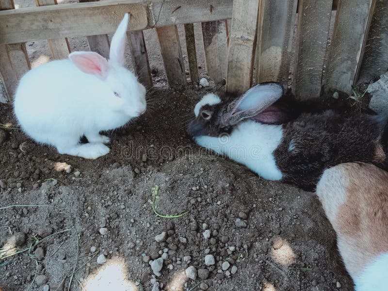 Pet Rabbit Behind the House Stock Image - Image of rabbit, house: 164309535