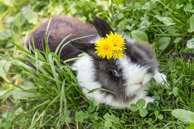 Pet rabbit closeup stock photo. Image of closeup, season - 56223756