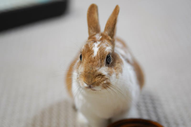Pet rabbit at home stock photo. Image of wildlife, living - 328828268