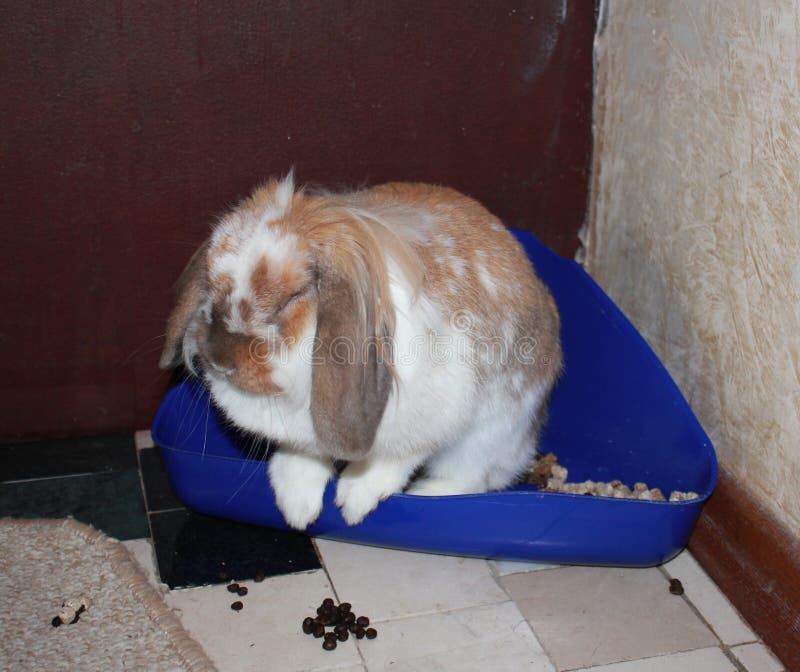 Lazy rabbit stock image. Image of rabbit, domestic, funny - 71383501