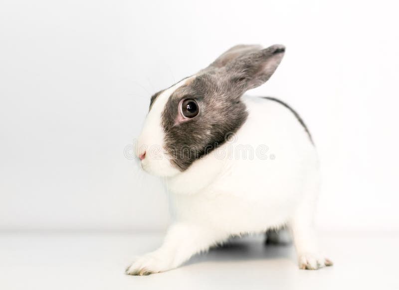 301 Worried Rabbit Stock Photos - Free & Royalty-Free Stock Photos from ...