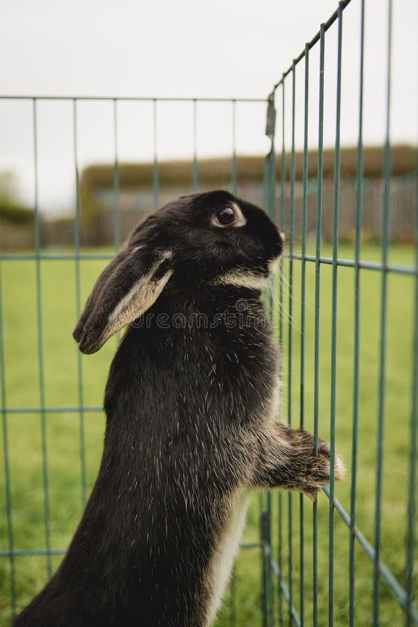 Trapped Rabbit Stock Photos - Free & Royalty-Free Stock Photos from ...