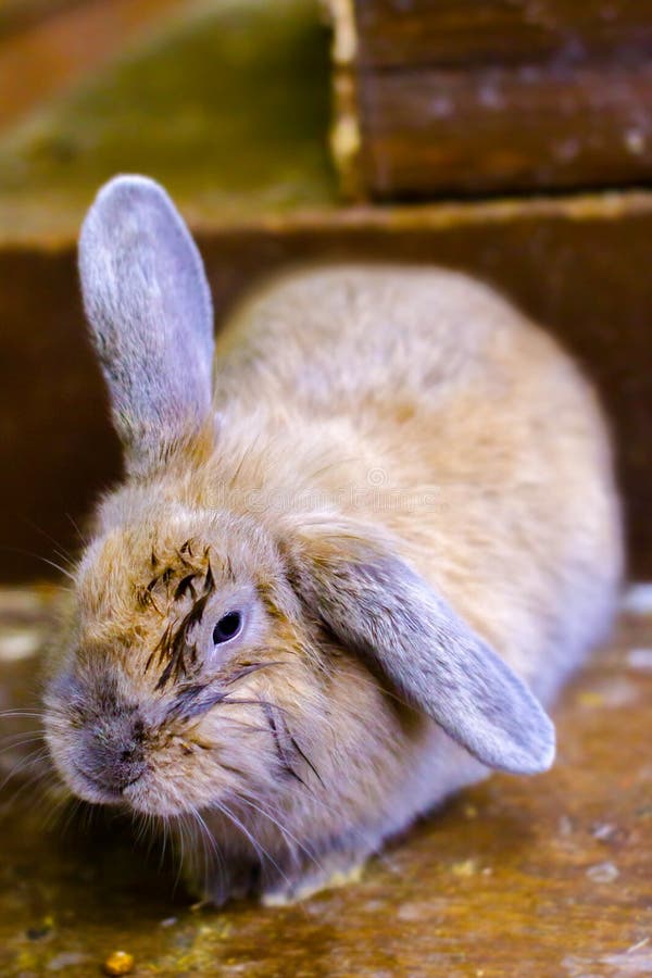 Pet Rabbit Red Rodent Small Suit Stock Photo - Image of mage, hare ...