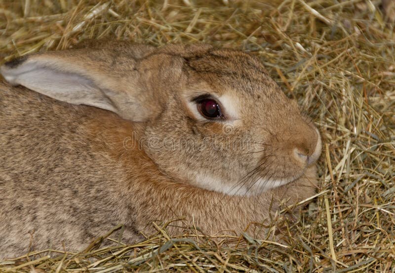 Pet rabbits stock image. Image of bred, children, barn - 44263689