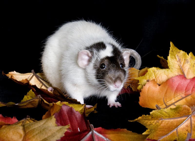 Pet Rat stock photo. Image of face, autumn, leaves, black - 13514504