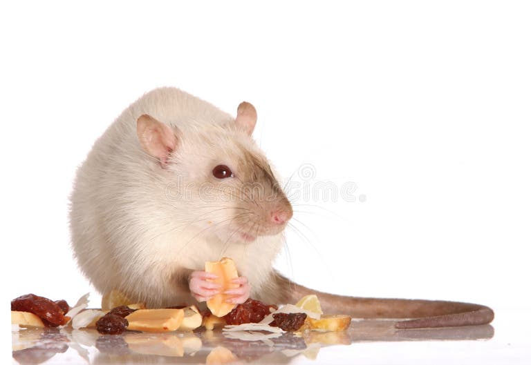 Pet Rat Eating stock photo. Image of diet, food, adorable - 13741424