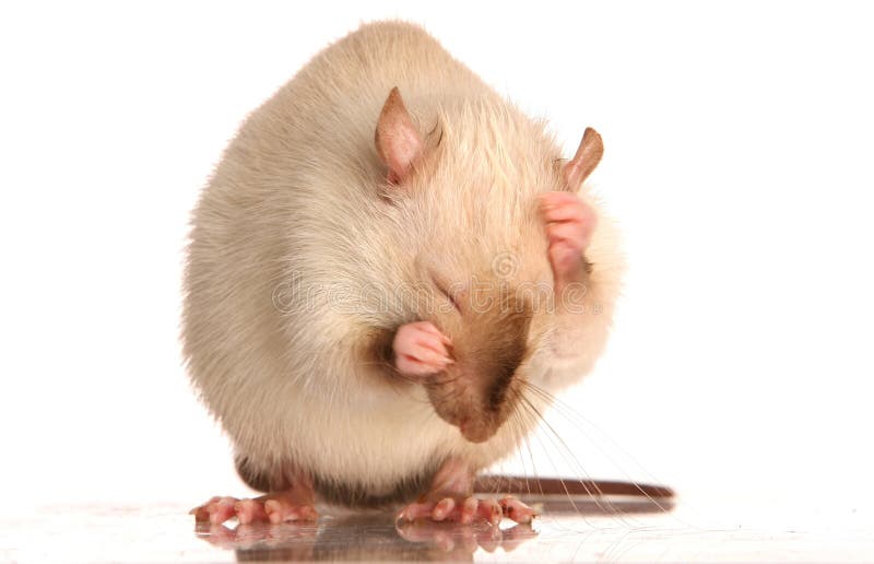 Pet Rat Grooming stock photo. Image of fluffy, clean - 11728062