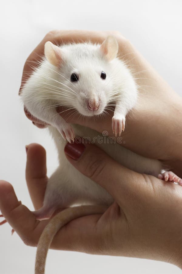 Pet rat stock photo. Image of mammal, looking, mouse - 48154896