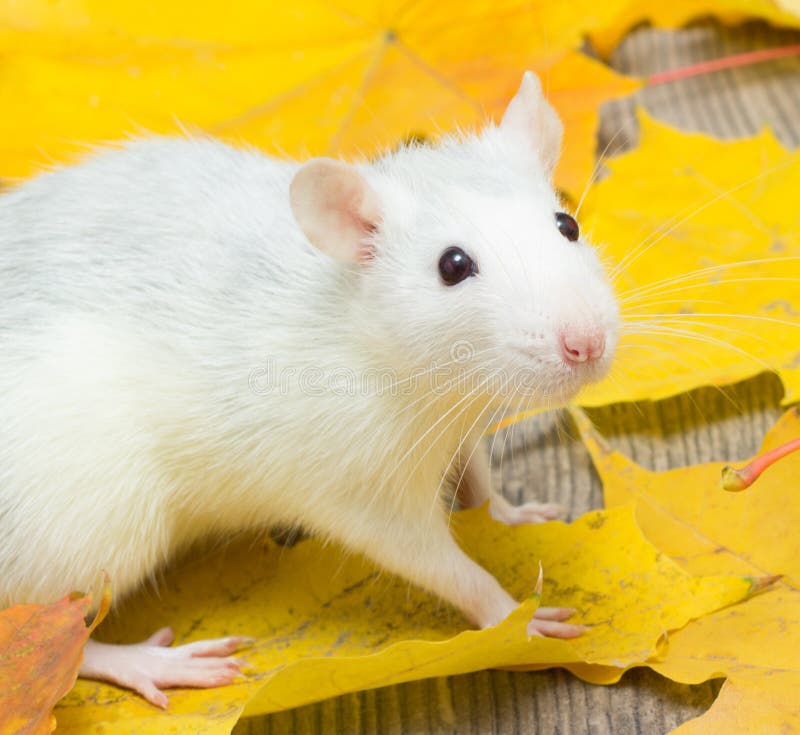 Pet rat stock photo. Image of small, rodent, close, looking - 47286860