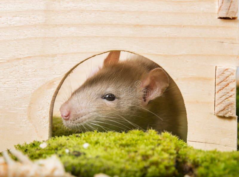 Pet rat stock image. Image of nature, cute, look, brown - 80284283