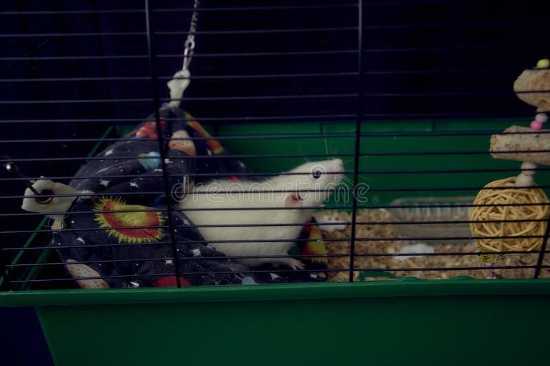 A Pet Rats in a Cage Too Small for Life Stock Photo - Image of rodent ...