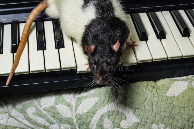 Pet Rats Musical Instruments Stock Photo - Image of mammal, breed ...